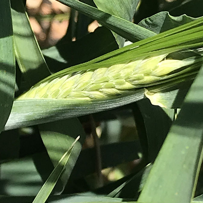 EG Titanium wheat | EPG Seeds