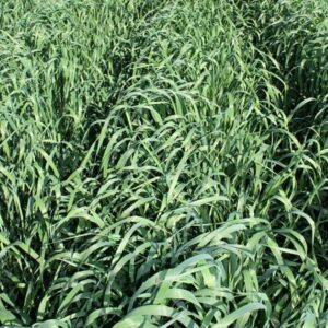 Graza 85 forage oats | EPG Seeds