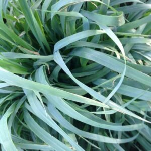 Graza 85 forage oats | EPG Seeds