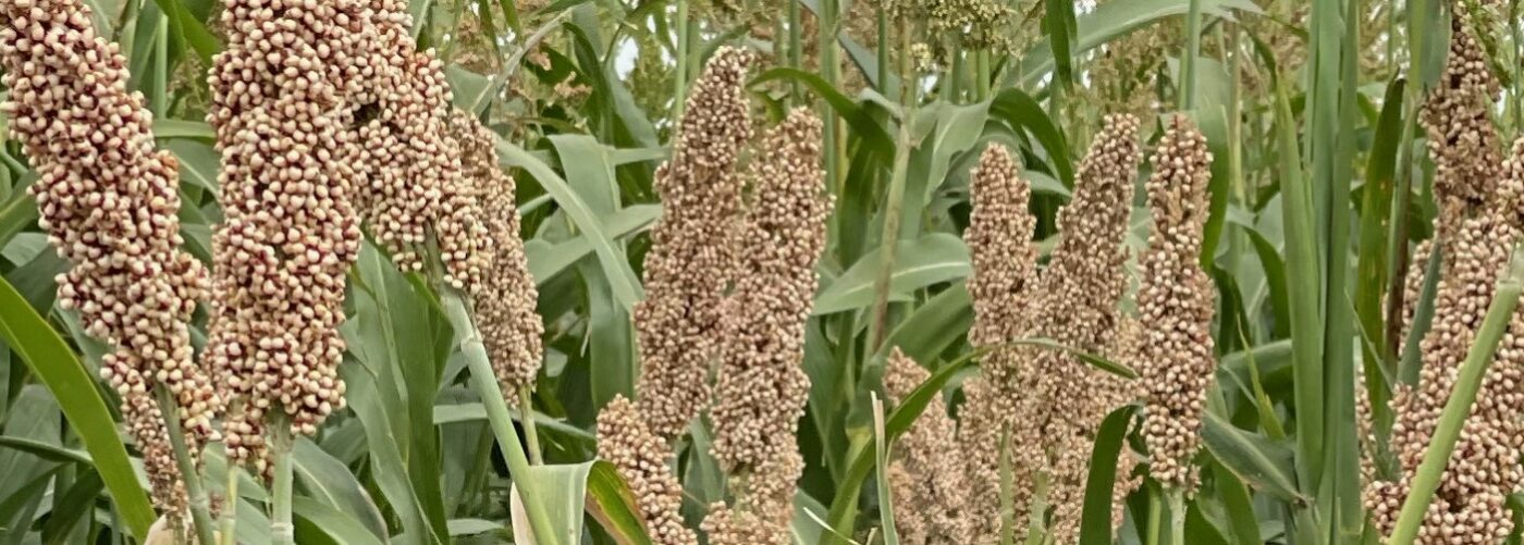 Forage Sorghum Planting And Grazing Guide EPG Seeds